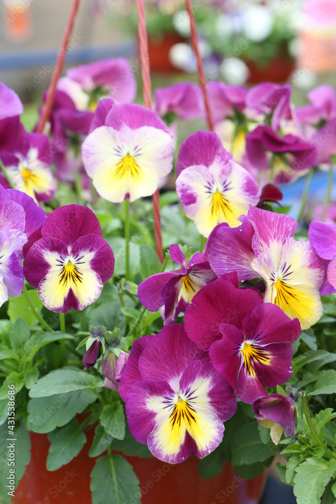Purple flowers of Viola (genus of flowering plants in purple family ...