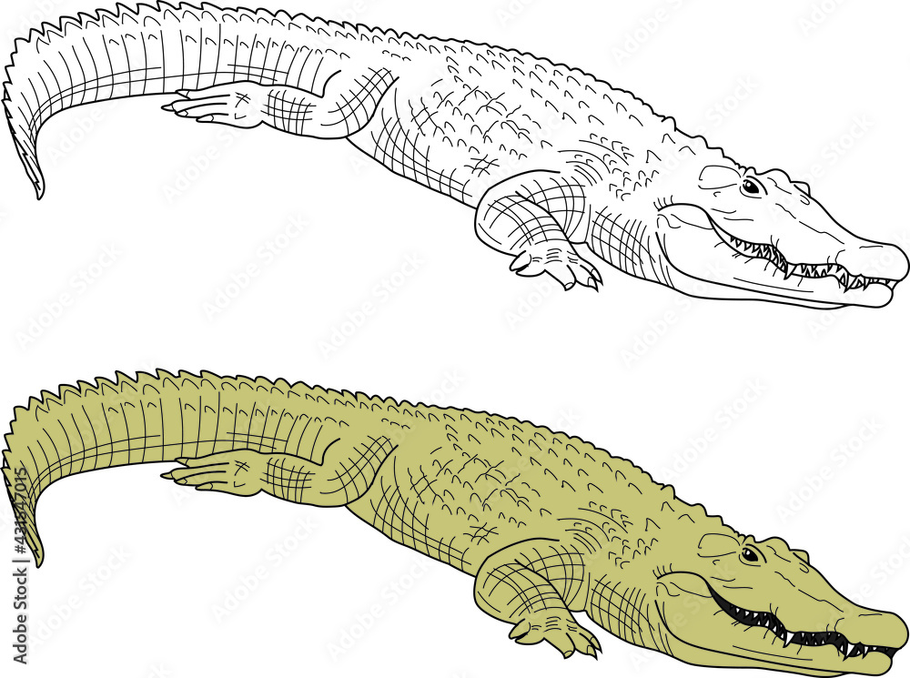 Crocodile vector drawing cartoon coloring for children line art and ...