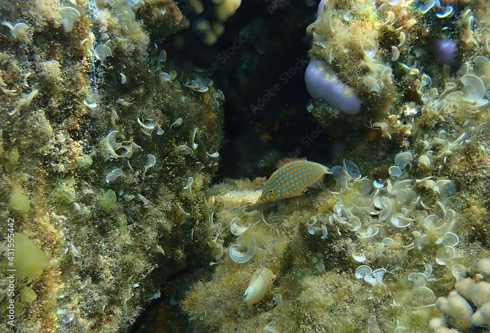 Foto de Red Sea long-nose file-fish, scientific name is Oxymonocathus ...