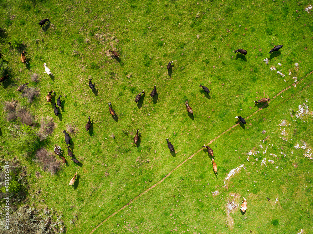 Foto de View top-down photo of meadow with red cows cattle grazing ...