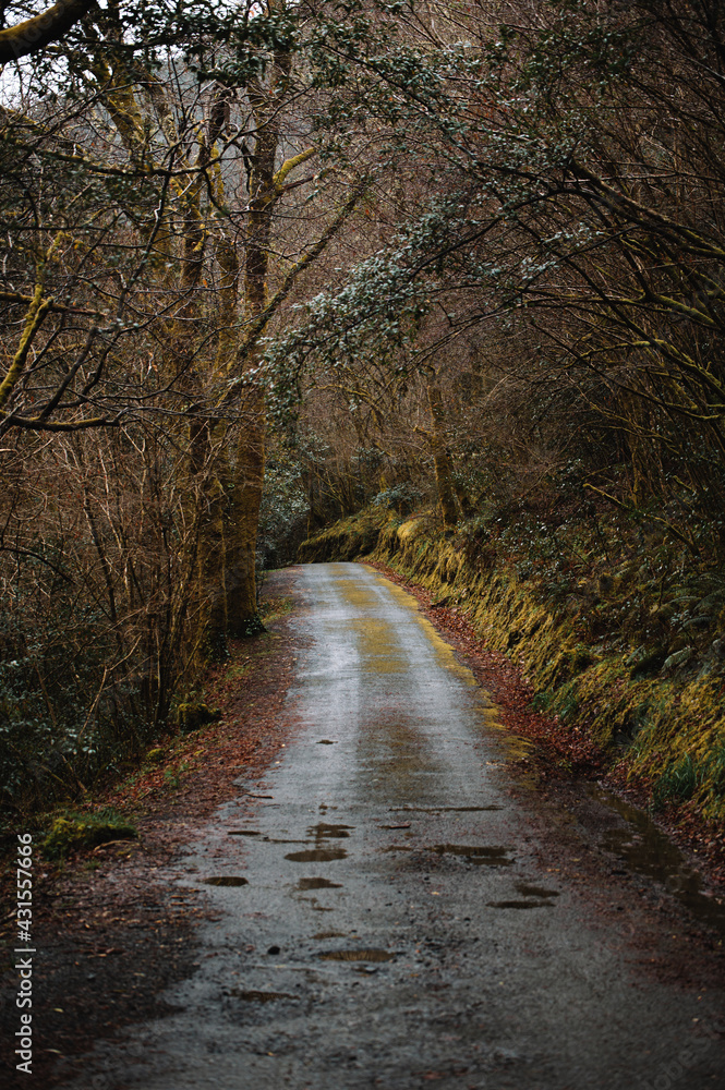 Rural road through thick autumn forest Stock Photo | Adobe Stock
