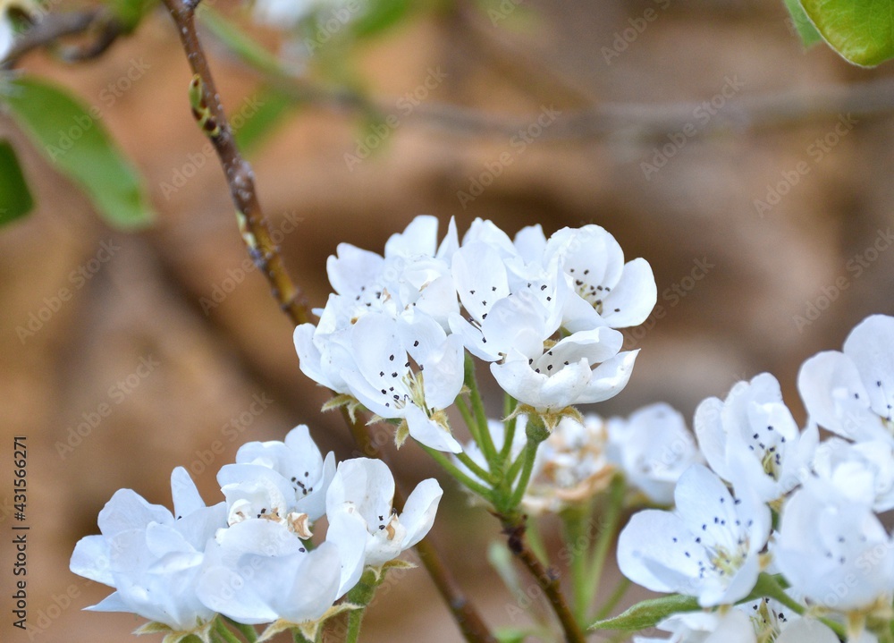 White flowers of pear tree (Pyrus calleryana). Cultivated fruit tree ...