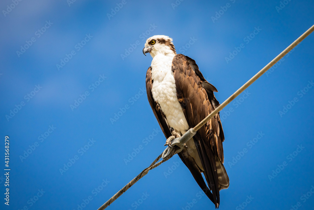 Big osprey raptor bird on a watchout for food Stock Photo | Adobe Stock