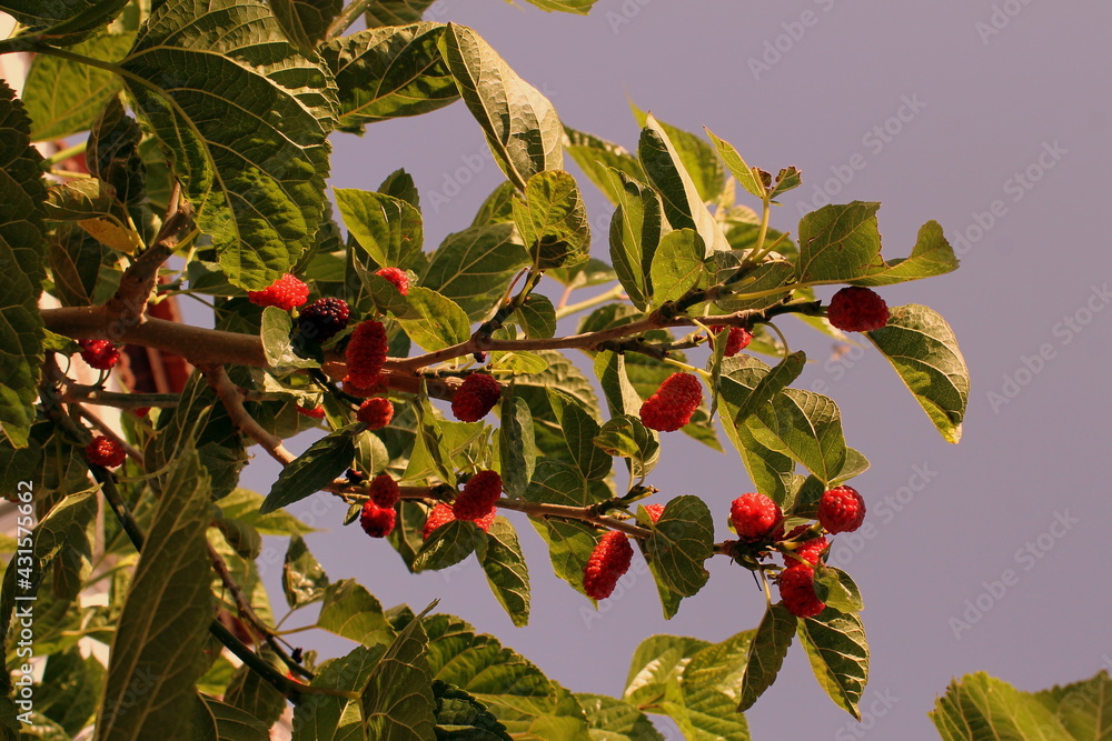 mulberry Stock Photo | Adobe Stock