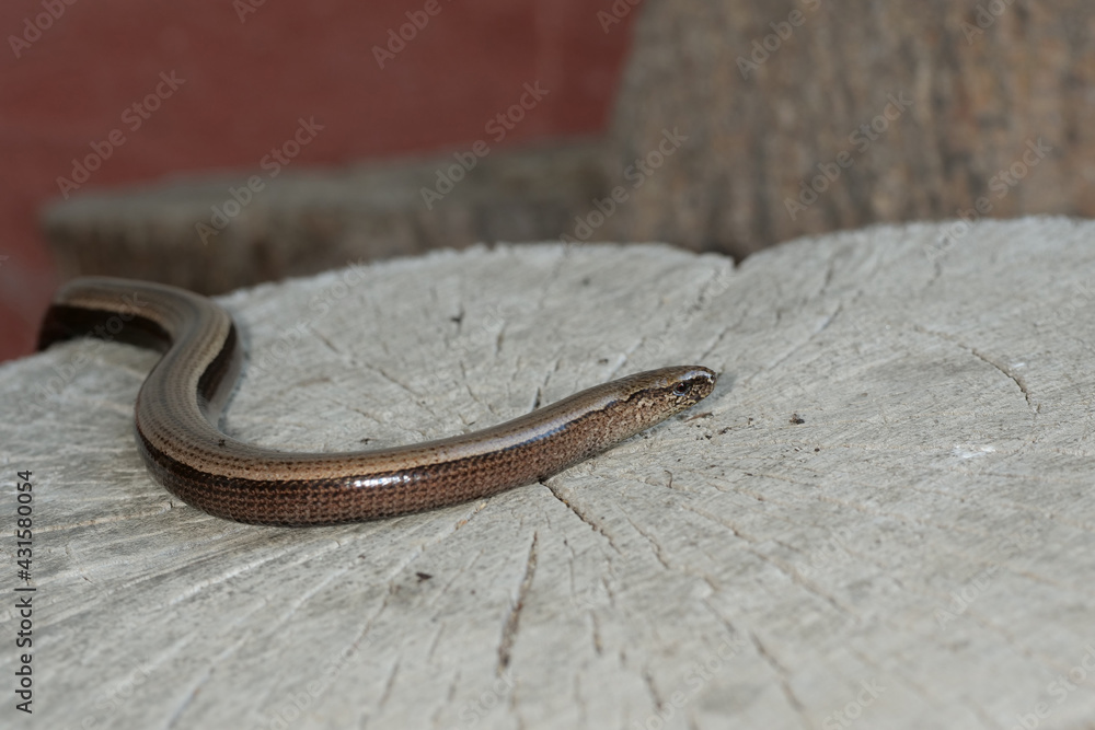 Blindschleiche, Westliche Blindschleiche (Anguis fragilis) auf Holz ...