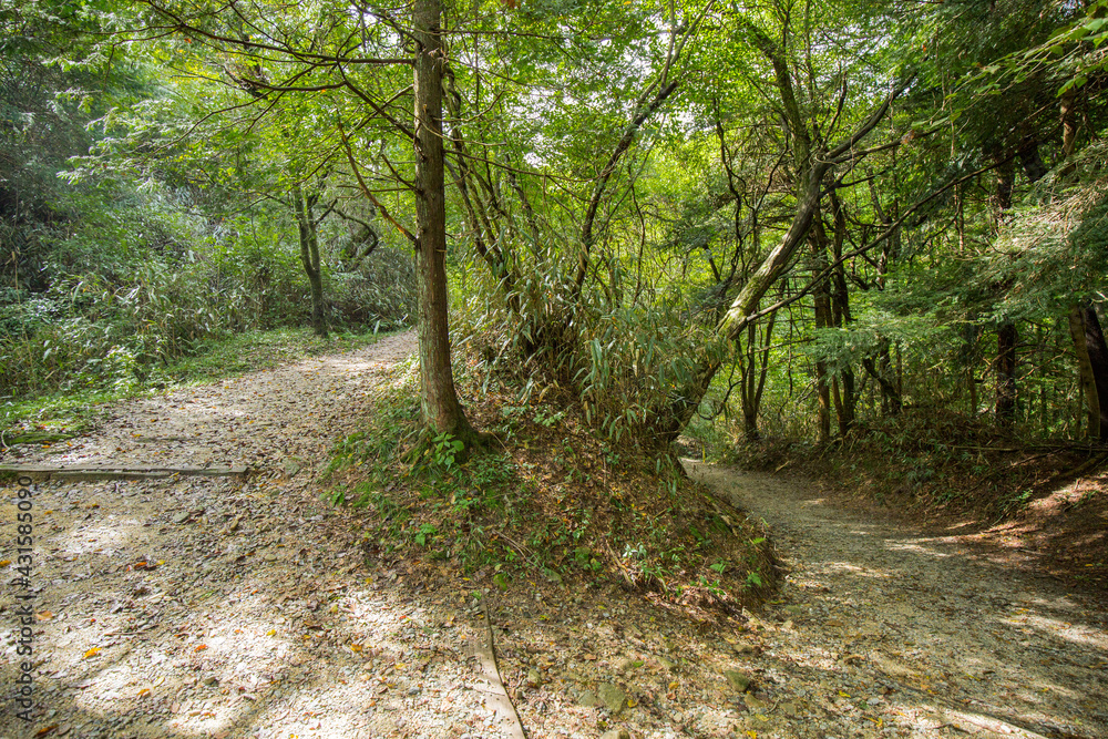 Foto de Mountain trail. Forest trees woods mountain valley landscape ...