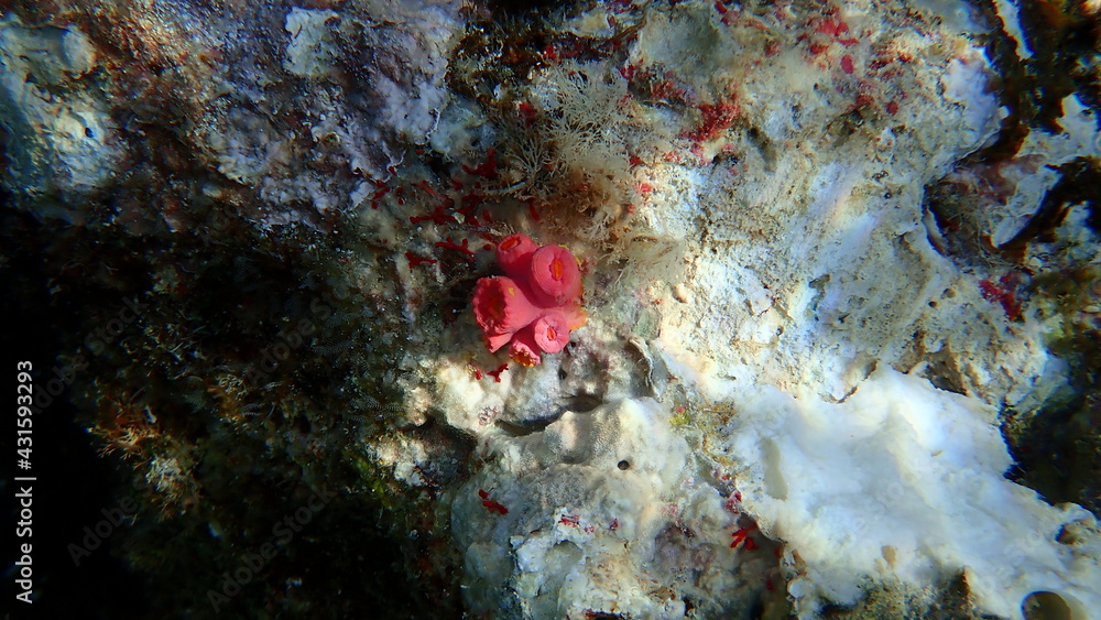 Sun coral or sun polyps Orange cup coral (Tubastraea coccinea) undersea ...