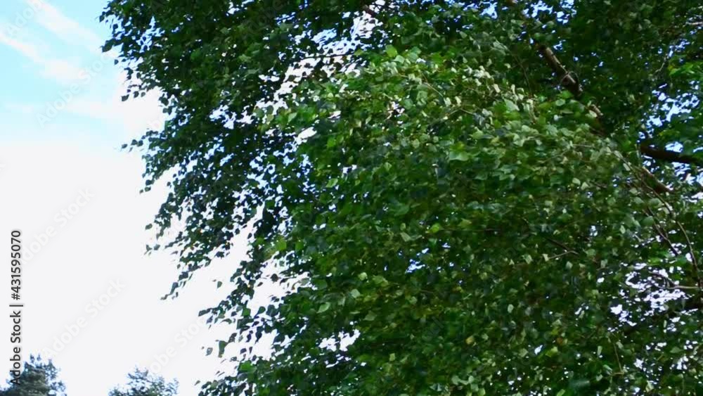 Close-up birch branch swaying against a blue sky with white clouds. A ...