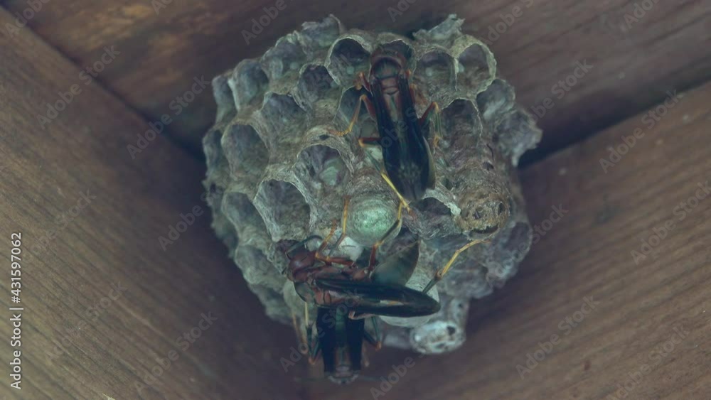 Paper wasps, in the Midwest USA, climb on a hive located under a wood ...
