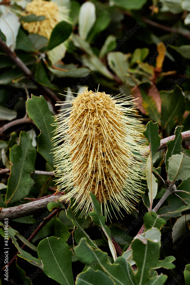Banksia is a genus of around 170 species in the plant family Proteaceae ...