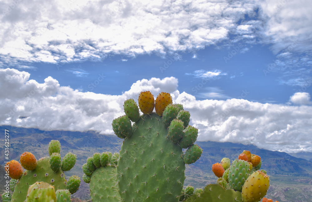 Tuna Peruana Stock Photo | Adobe Stock