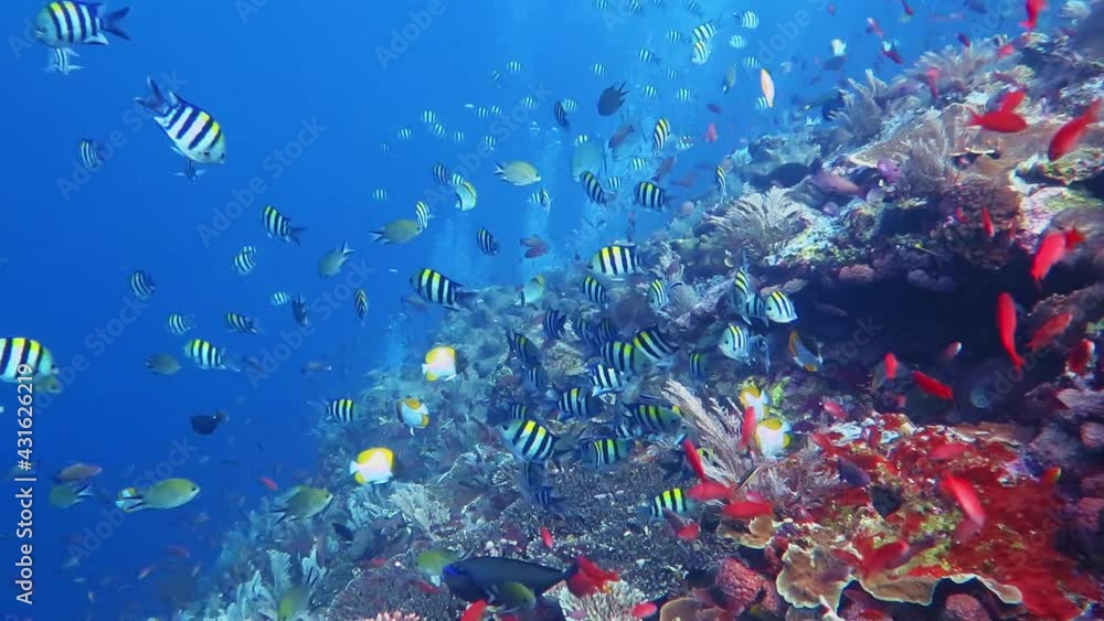 Abundant marine life and zebra fish getting cleaned at a coral reef ...