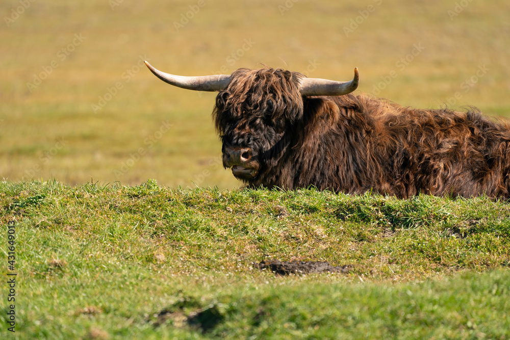 Scottish Highlander lies in the grass, in the sunlight. The cow has ...