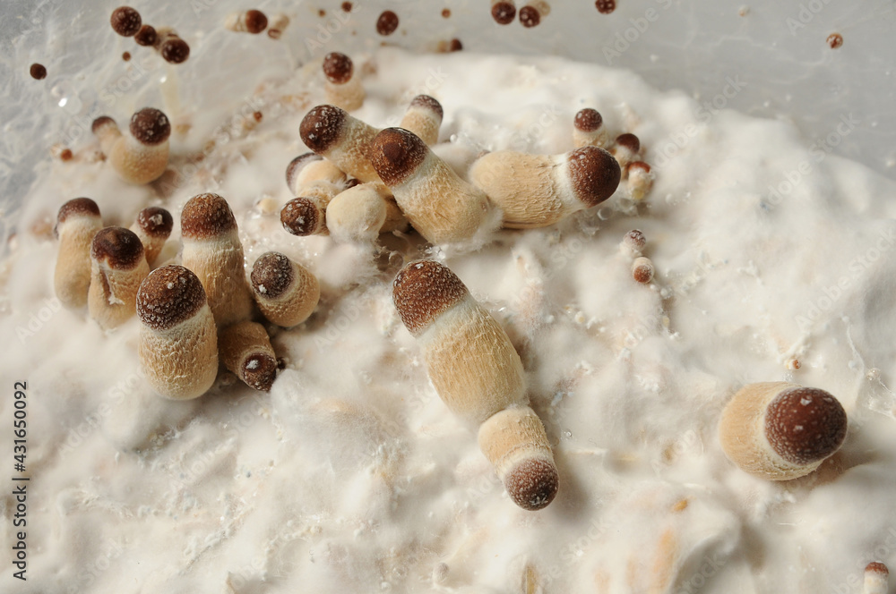Psilocybe Cubensis Grow