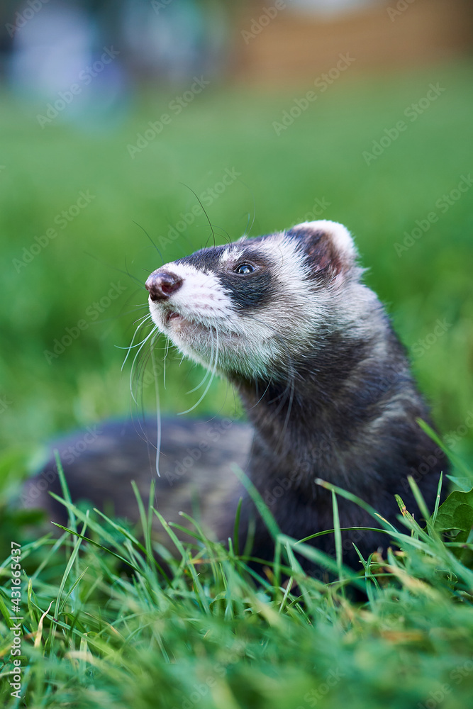 Sable Ferret