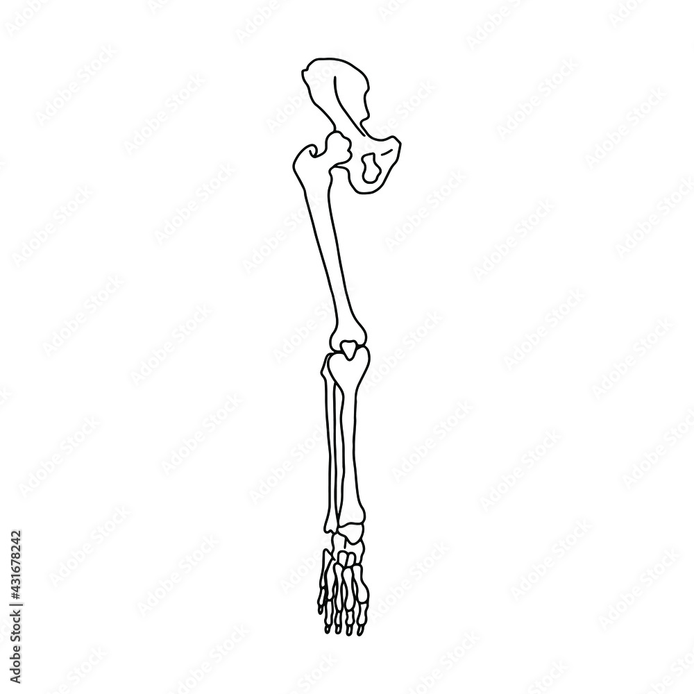 Human Leg Bones Human Anatomy Vector Illustration Stock Vector Adobe Stock