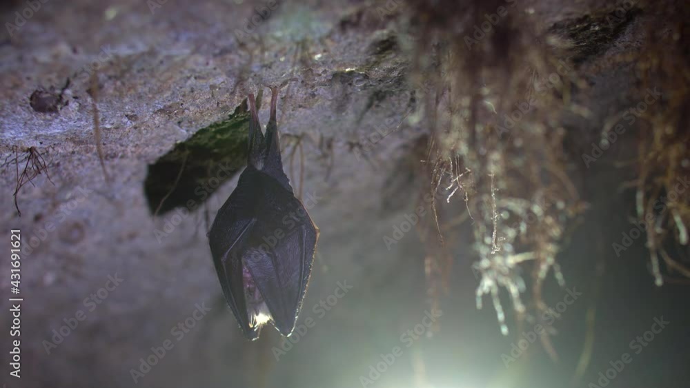 Close up small lesser horseshoe bat covered by wings, hanging upside ...