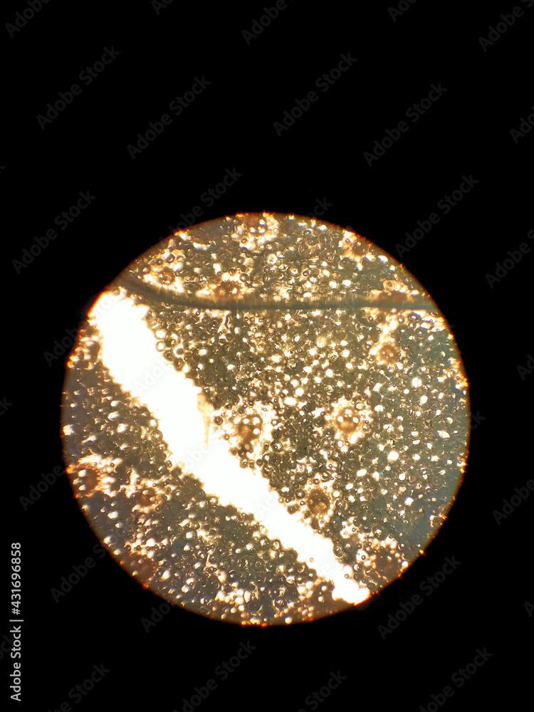 Fragment of a cross-section of a corn stalk under a microscope Stock ...