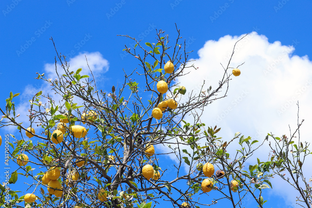 Growing lemons on a tree. Bunches of fresh yellow ripe lemons on lemon ...