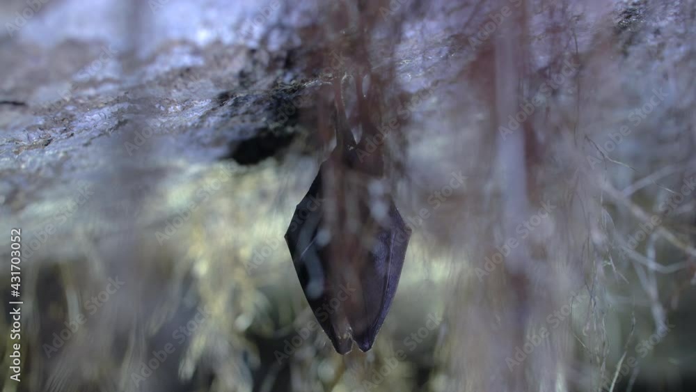 Close up small lesser horseshoe bat covered by wings, hanging upside ...