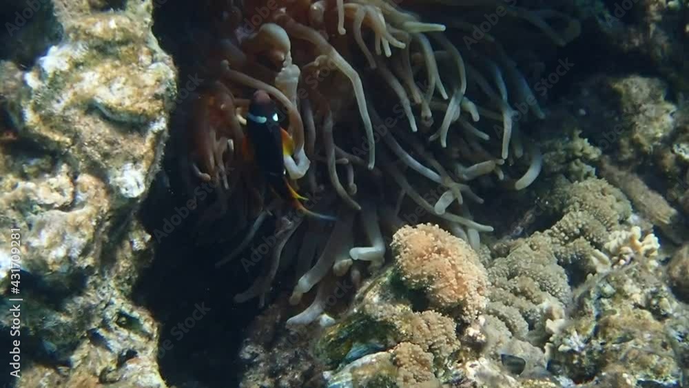 Resident of coral reefs Leather Clown-fish (Amphiprion bicinctus ...