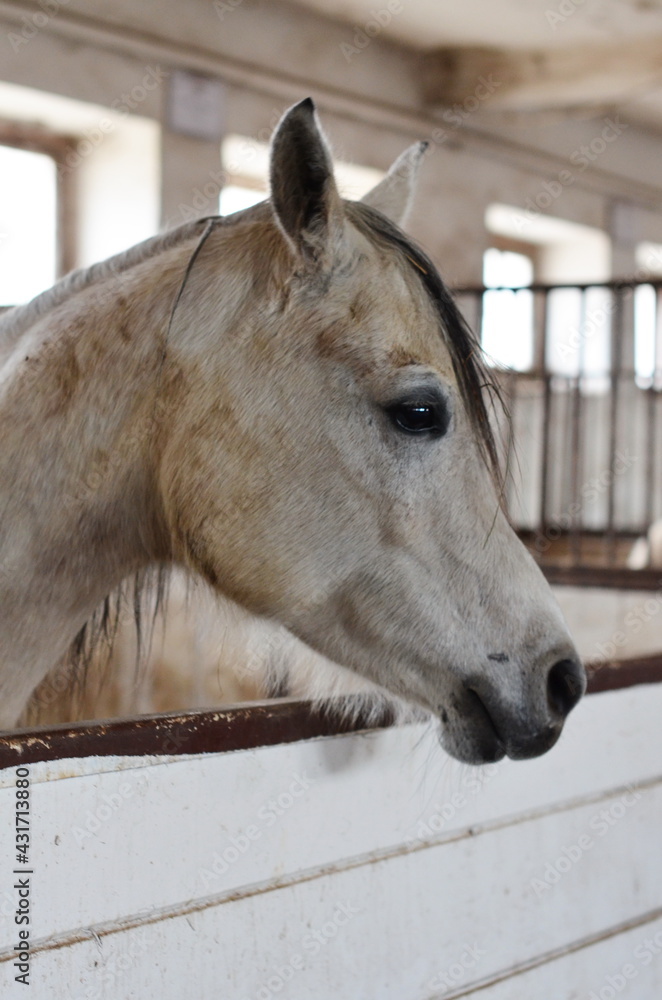 Koń , Konie , Klacz , konik , Polski koń , Koń cheval, zwierzak, farma ...