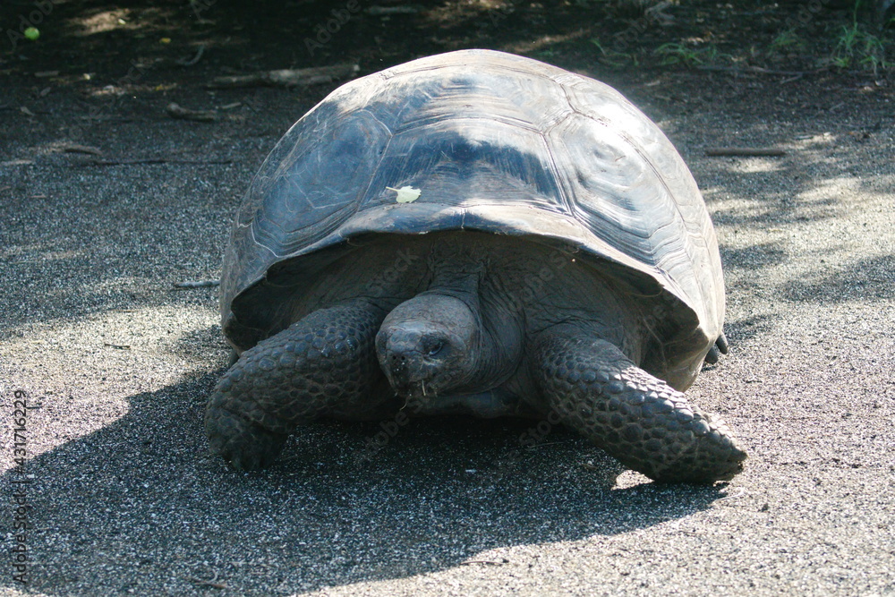 Galapagos giant tortoise at Urbina Bay, Isabela Island, Galapagos ...