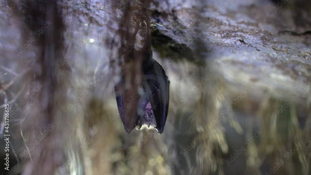 Close up small lesser horseshoe bat covered by wings, hanging upside ...