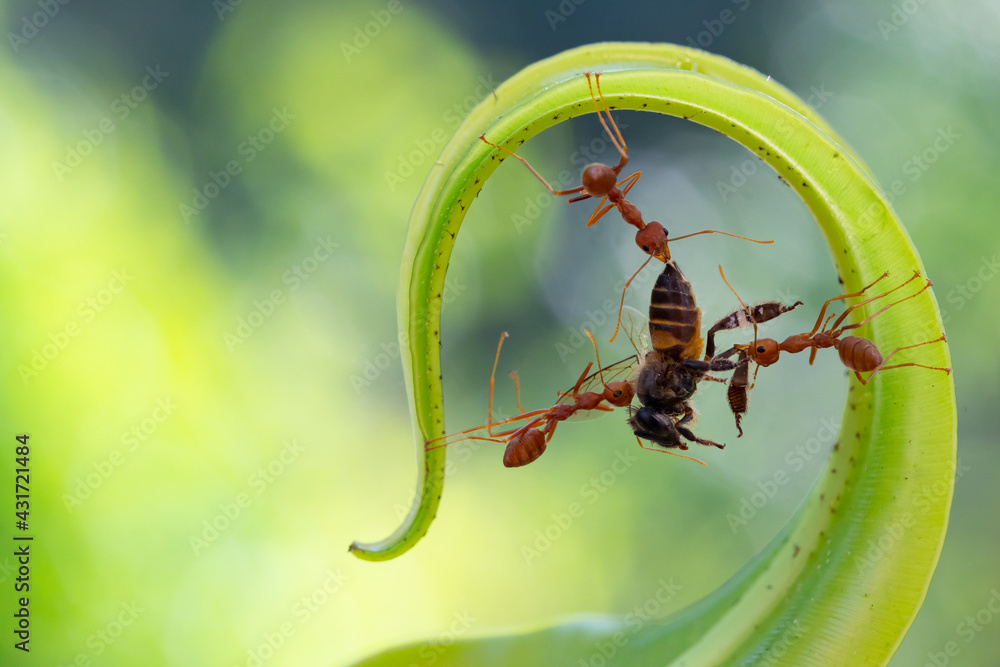Ant action standing.Red ants are climbing green vines,,Concept team ...
