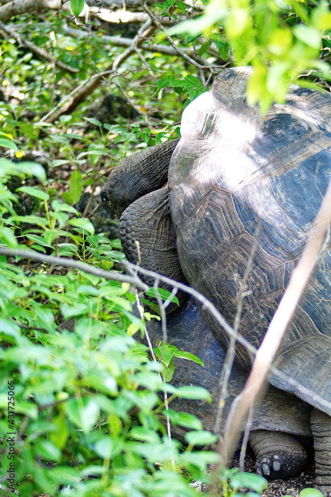 Galapagos giant tortoises mating in the jungle at Urbina Bay, Isabela ...