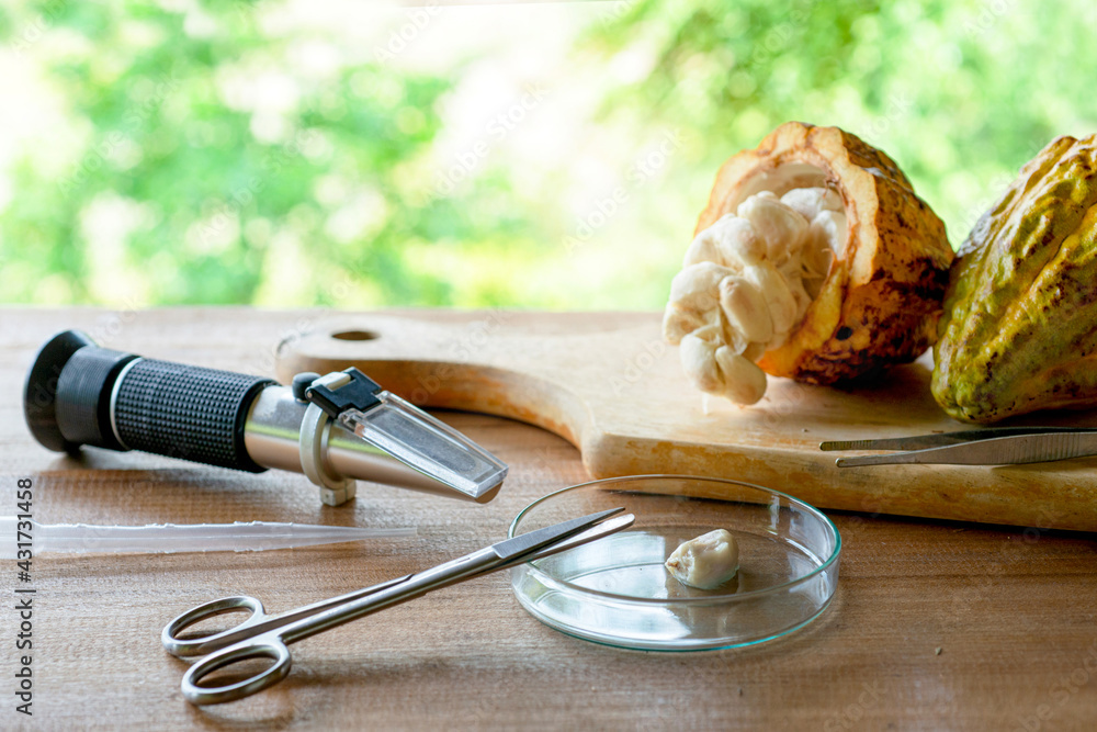 Cocoa fruit cut in half open to show cocoa beans inside, Brix ...