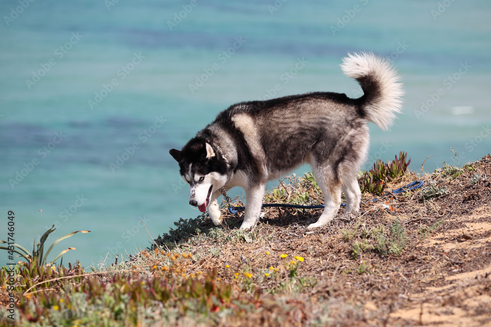 Siberian Husky dog is trying to escape from an owner. Stock Photo ...