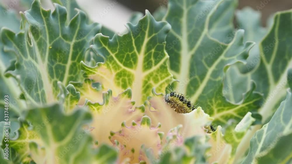 Ornamental kale head damaged by larva of Cabbage White butterfly ...