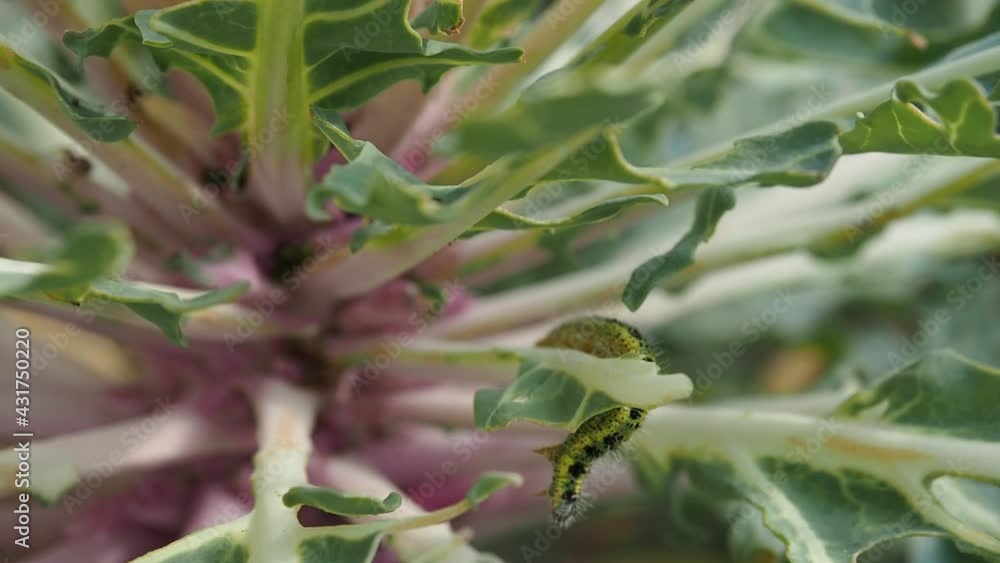 Macro detail of larva of Cabbage White butterfly (Pieris rapae) in ...