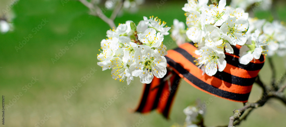 9 may, holiday Victory Day background. George ribbon, branch spring ...
