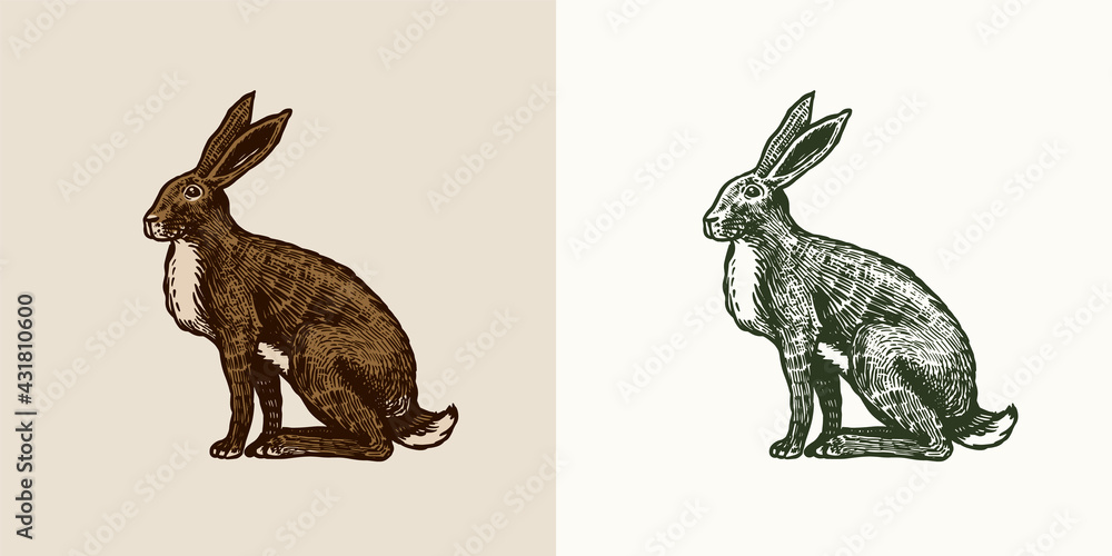 Wild hare or brown rabbit sits. European Bunny or cowardly coney. Hand ...