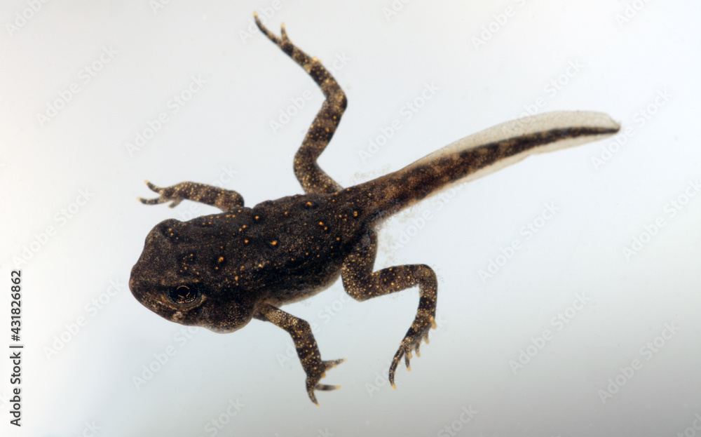 Dorsal view of the back of a transforming toadlet with a tadpole tail ...