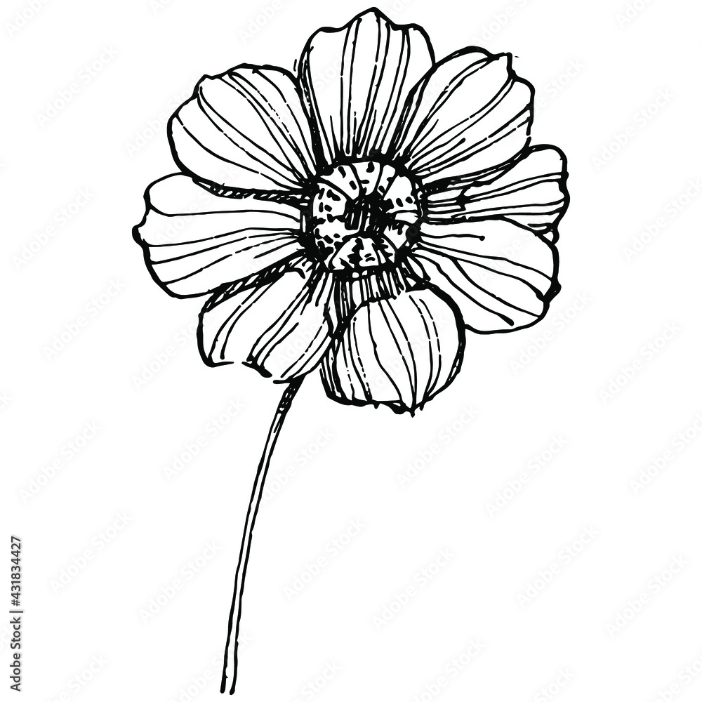 Cosmos flower by hand drawing. Cosmos floral logo or tattoo highly ...