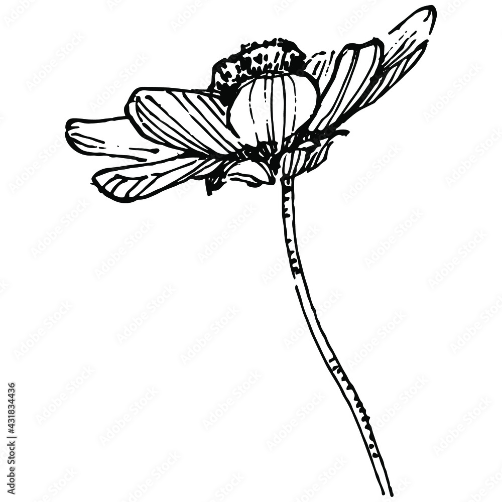 Fototapeta Cosmos flower by hand drawing. Cosmos floral logo or tattoo ...