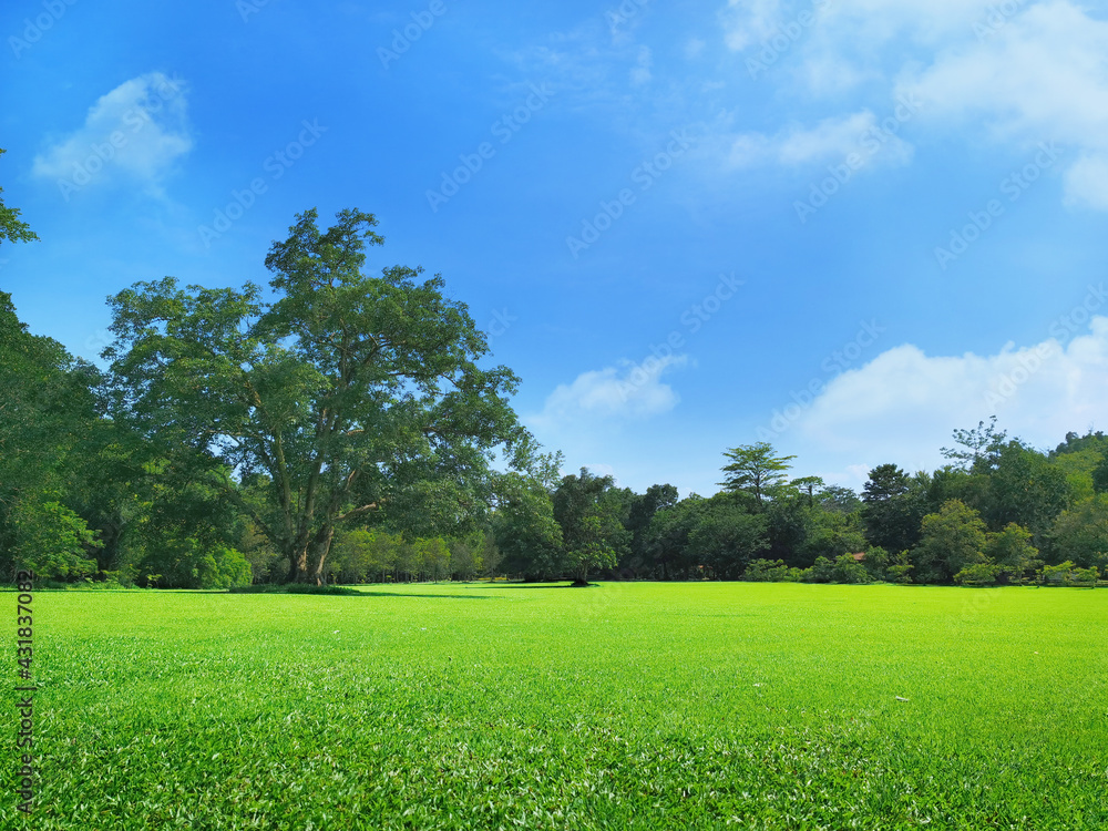 landscape of grass field and green environment public park use as ...