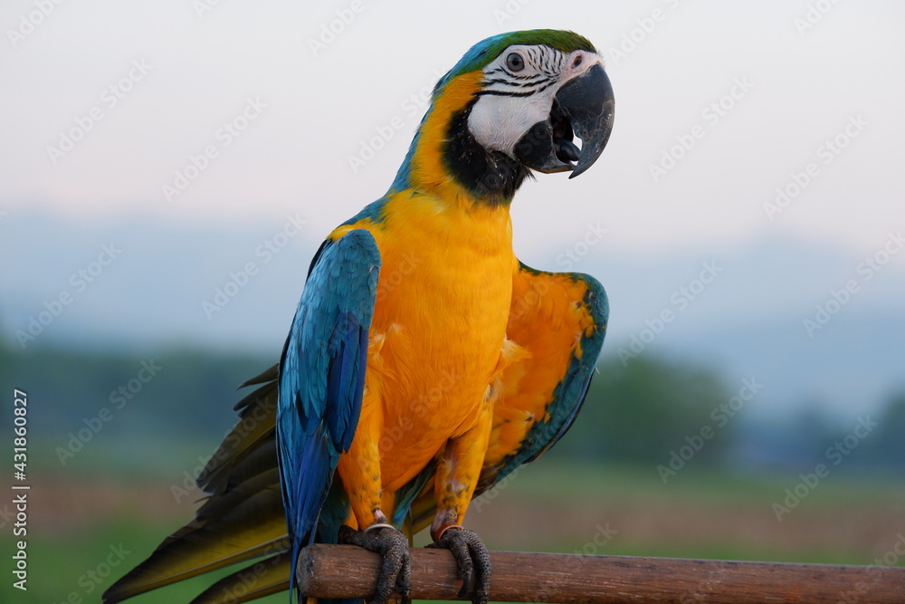 macaw parot bird wing blue and yellow big bird Stock Photo | Adobe Stock