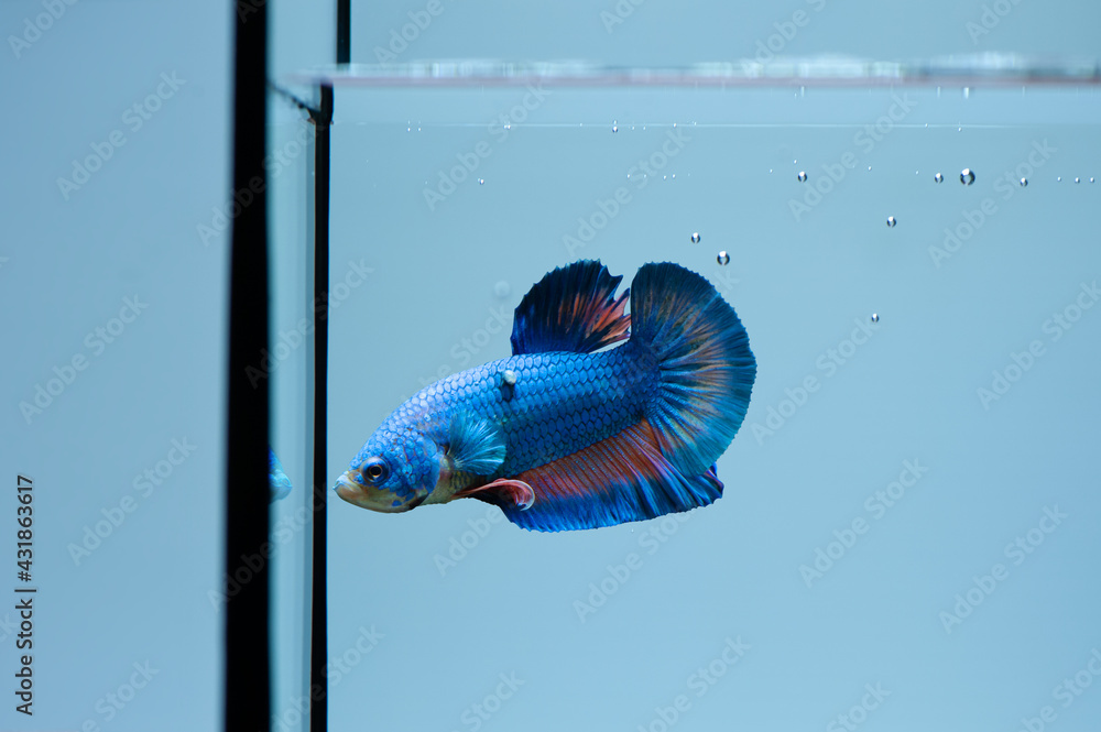 Blue betta fish or fighter fish swimming on tank and selective focus on ...