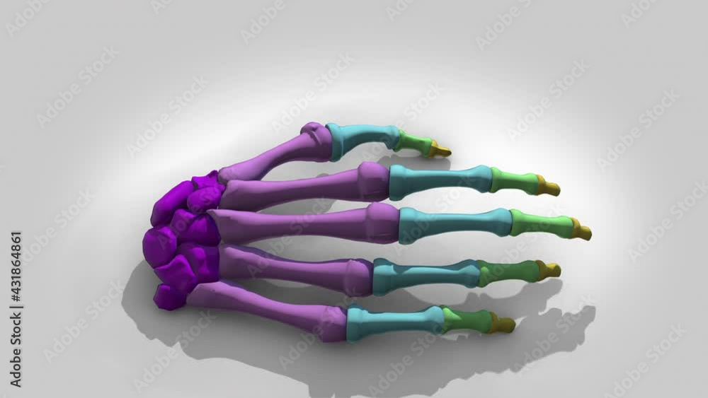 Bones of the Hand (colour coded) rotation - 3d animation model on a ...