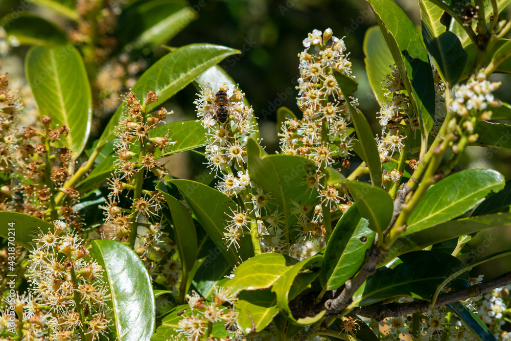 Cherry laurel plant with blooming white flowers and green oily leaves ...