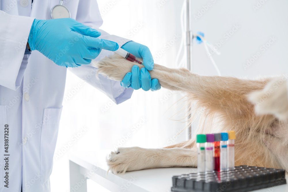 Veterinary. The doctor is testing the dog is blood for the virus ...
