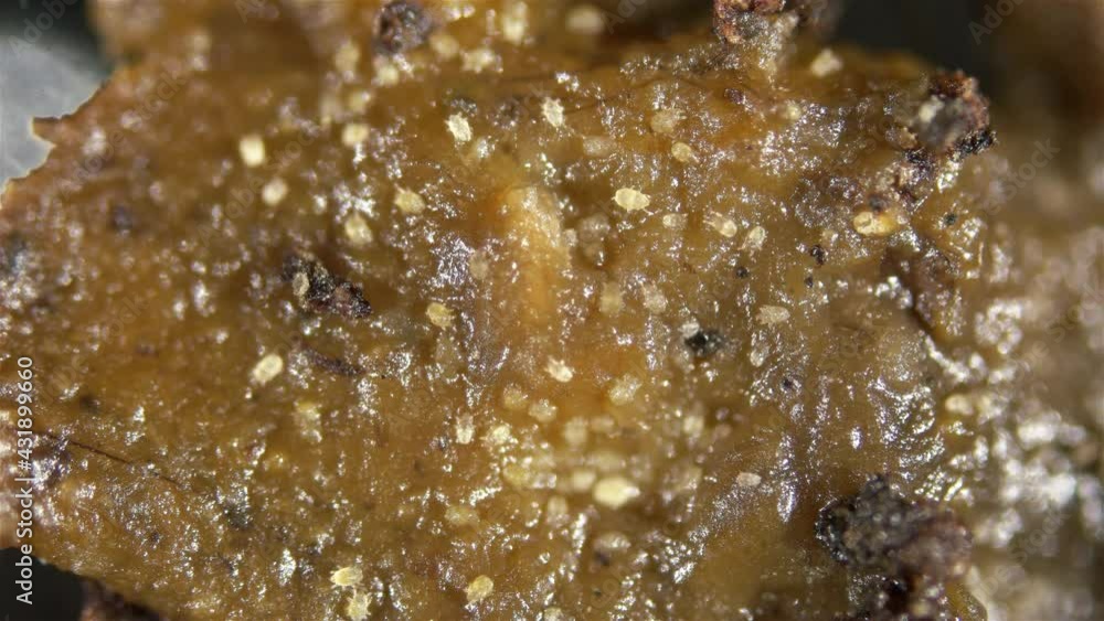 Soil mites of the Acaridae family under a microscope. saprophages feed ...