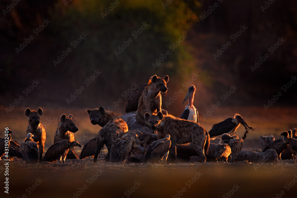 Dead elephant. Africa wildlife. spotted hyena, Crocuta crocuta, pack ...