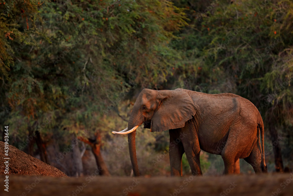 Forest Mana Pools NP, Zimbabwe in Africa. Elephant in the old forest ...
