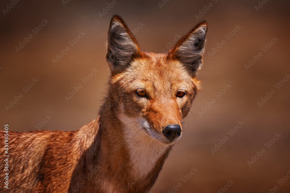 Ethiopian wolf, Canis simensis, in the nature. Bale Mountains NP ...