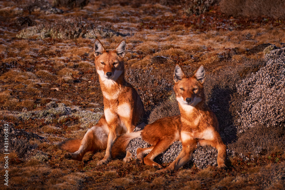 Foto de Ethiopian wolf, Canis simensis, pack in the nature. Bale ...